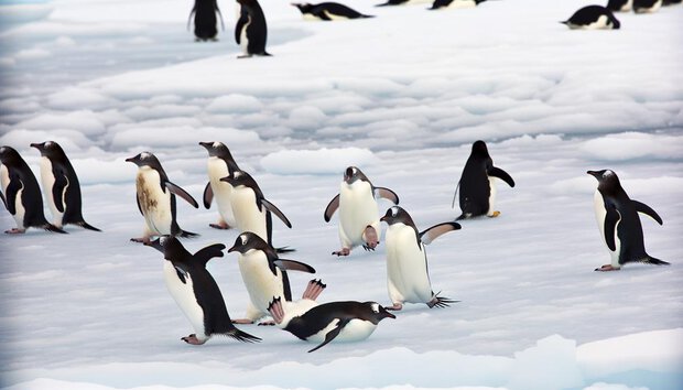 How Do Penguins Get Around: A Guide To Their Unique Locomotion