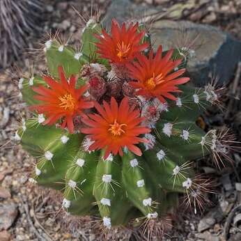 64 Parodia Cacti You Need to Grow (With Stunning Photos) | Succulent Alley