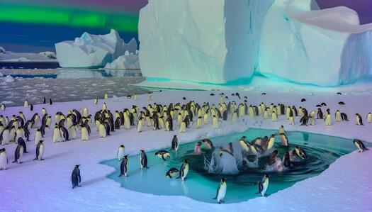 10 Fascinating Facts: Penguins And Their Pebble Rituals