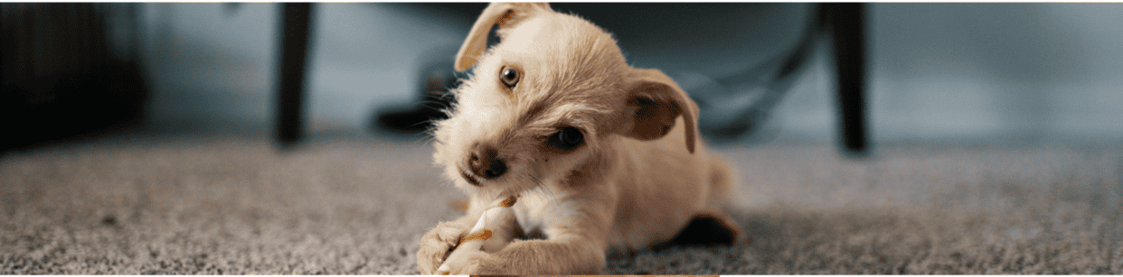 ALLPRO Carpet Cleaning & Water Mitigation | Evans, GA Carpet, Sofa, Rug ...