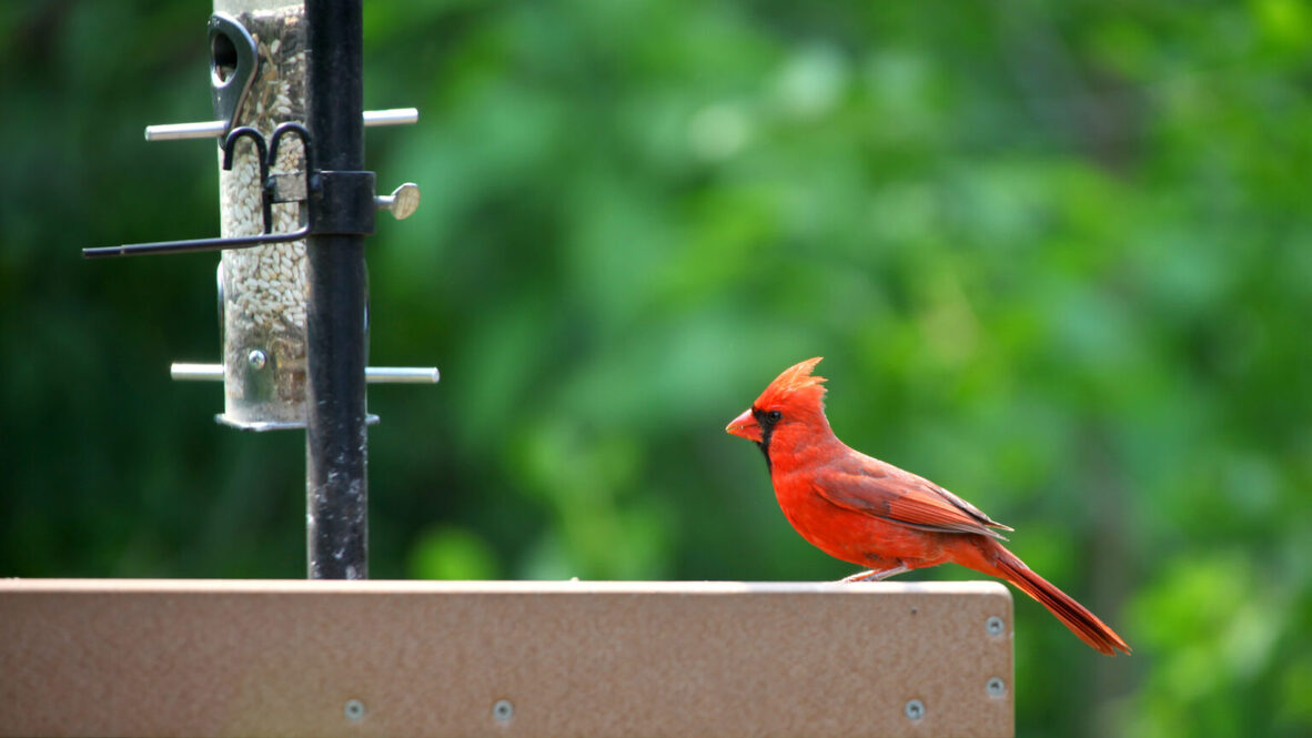 13 Secrets to Keeping Cardinals in Your Yard All Year