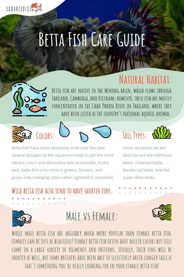 betta fish information