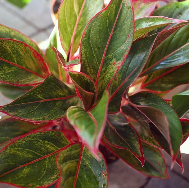 55 Aglaonema Varieties (Chinese Evergreen Ultimate Guide) | Houseplant ...