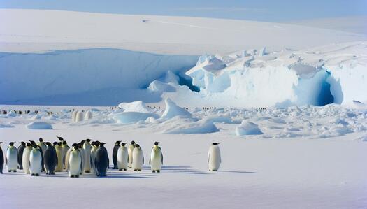 How Do Leopard Seals Eat Emperor Penguins And Understand Predator-Prey ...