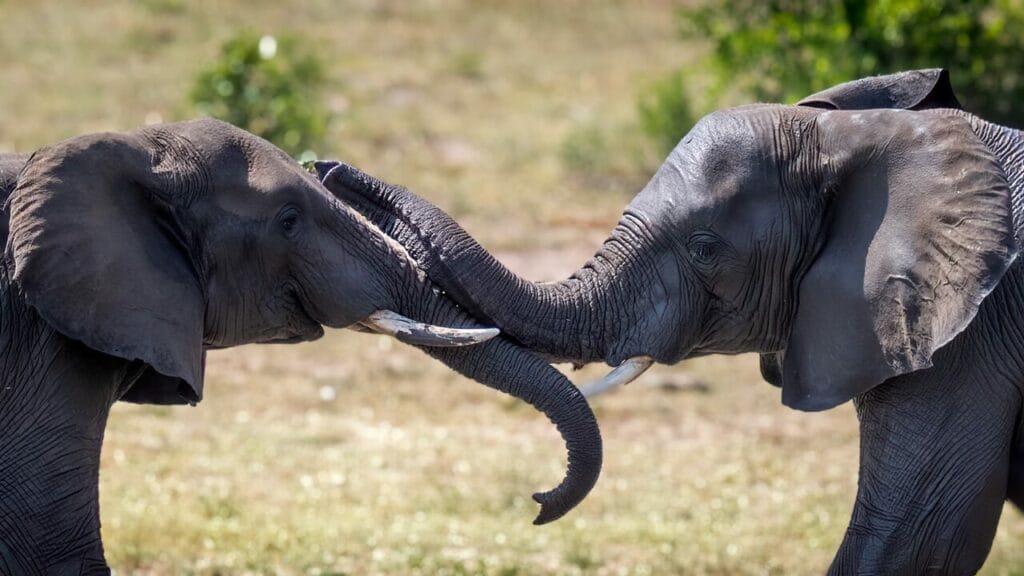 Elephant Trunk | The Amazing Conservation Tool | 2025