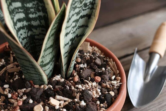 Can I Use Succulent Soil For Snake Plant
