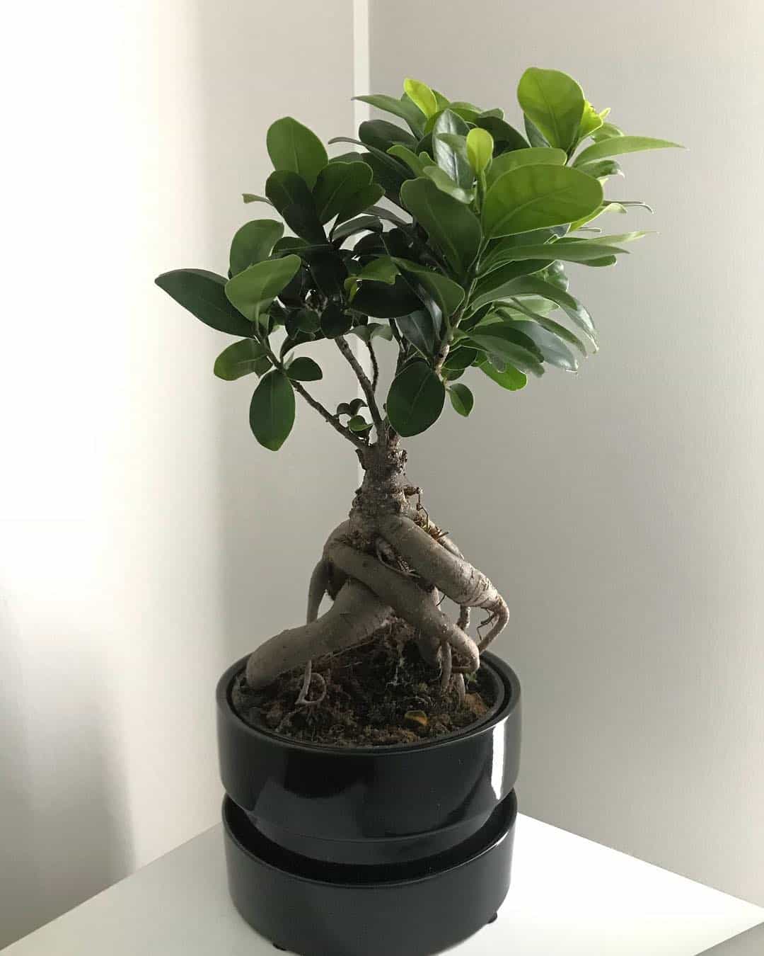 11 Tiny Ficus Trees That Fit Small Spaces | Houseplant Alley