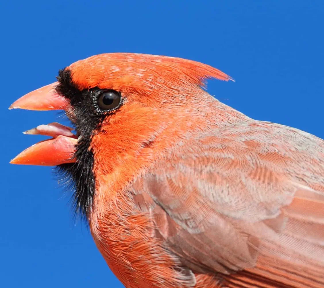 13 Ways to Attract Cardinals Without Spending a Fortune