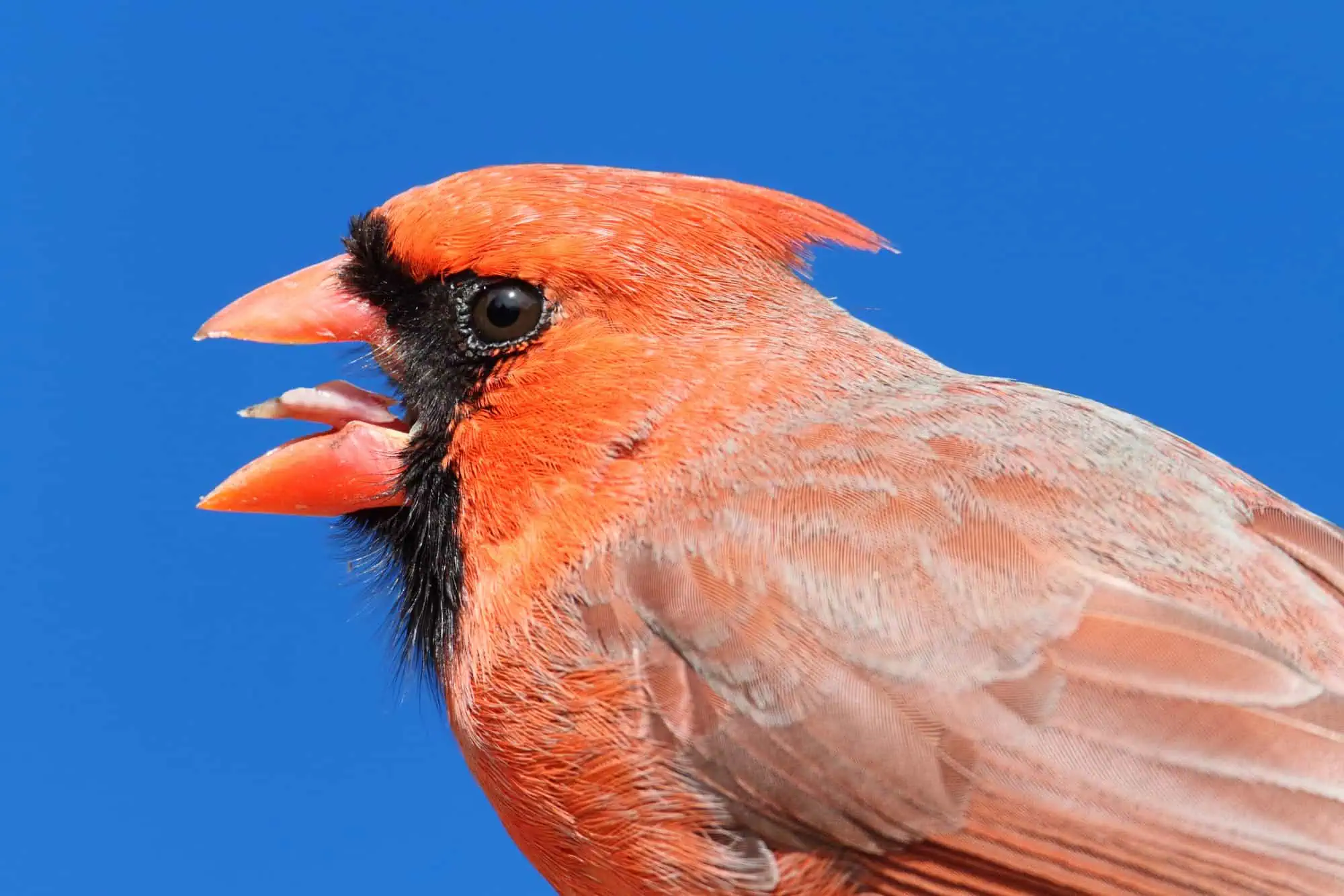 13 Ways to Attract Cardinals Without Spending a Fortune