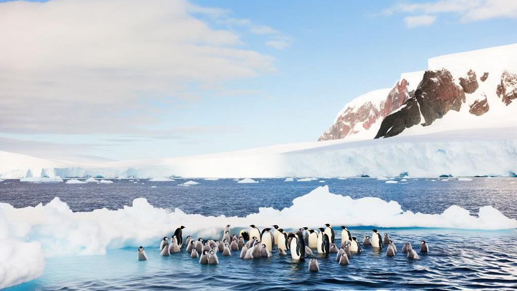 Penguin Species, Habitats & Conservation Guide | 2025