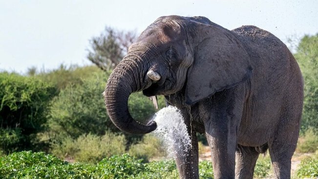 Elephant Trunk | The Amazing Conservation Tool | 2025