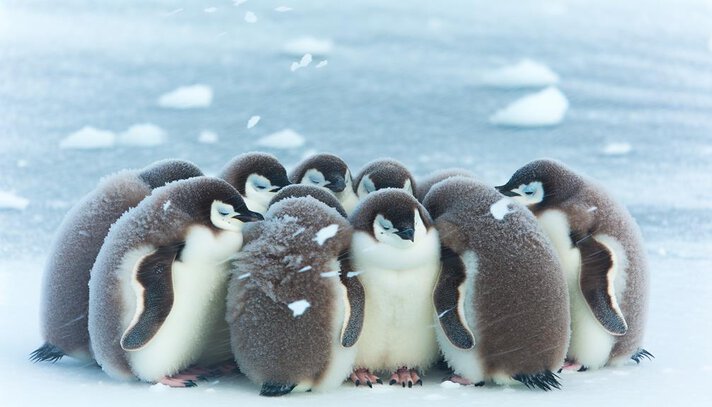 Why Do Penguins Live Together In Groups For Kids?