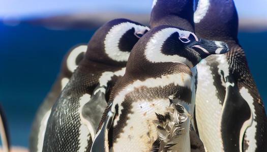 One Danger African Penguins Face: Addressing Overfishing Impact