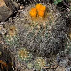 64 Parodia Cacti You Need to Grow (With Stunning Photos) | Succulent Alley