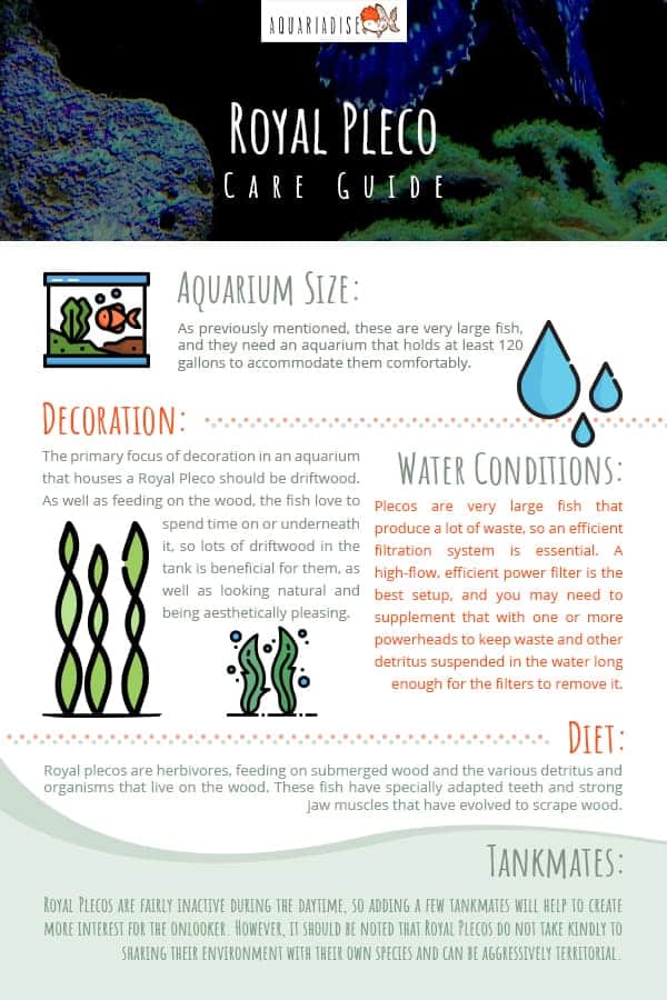 royal pleco care