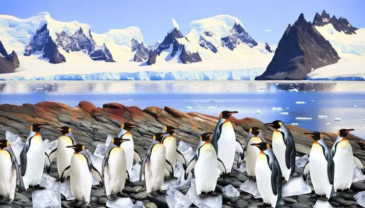 Safely Interacting With Penguins In A Friendly Way
