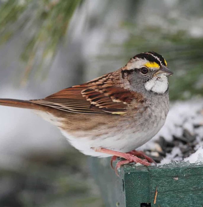 17 Sparrows in Michigan – An In-Depth Spotter’s Guide