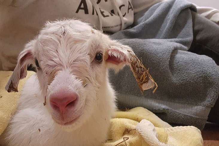 How to Treat Mastitis in Goats: Practical Tips for Goat Owners - Living ...
