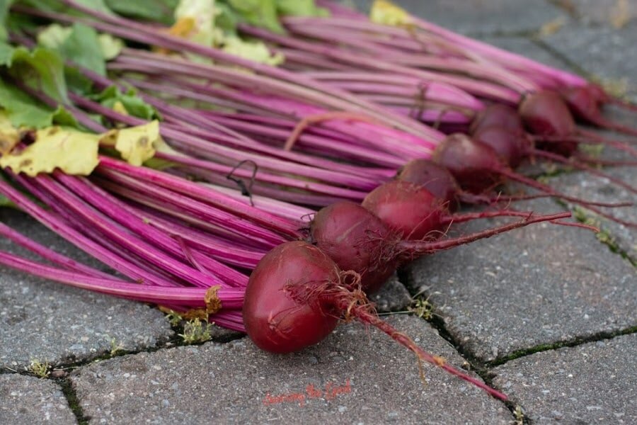 how to boil the beetroot