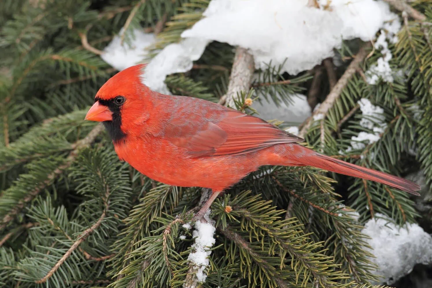 13 Secrets to Keeping Cardinals in Your Yard All Year