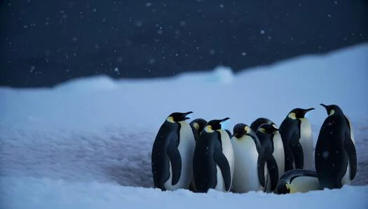 How We Help Emperor Penguins: 5 Simple Steps