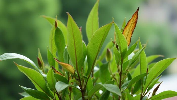 Are You Overwatering? Signs Your Plants Are Getting Too Much Water ...
