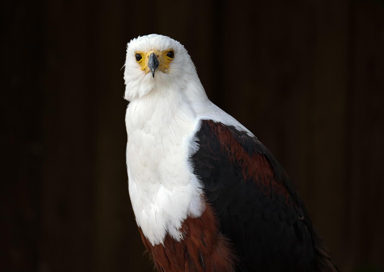 Eagle Spirit Animal: Symbol of Power, Freedom och VisionDeluxe Astrology