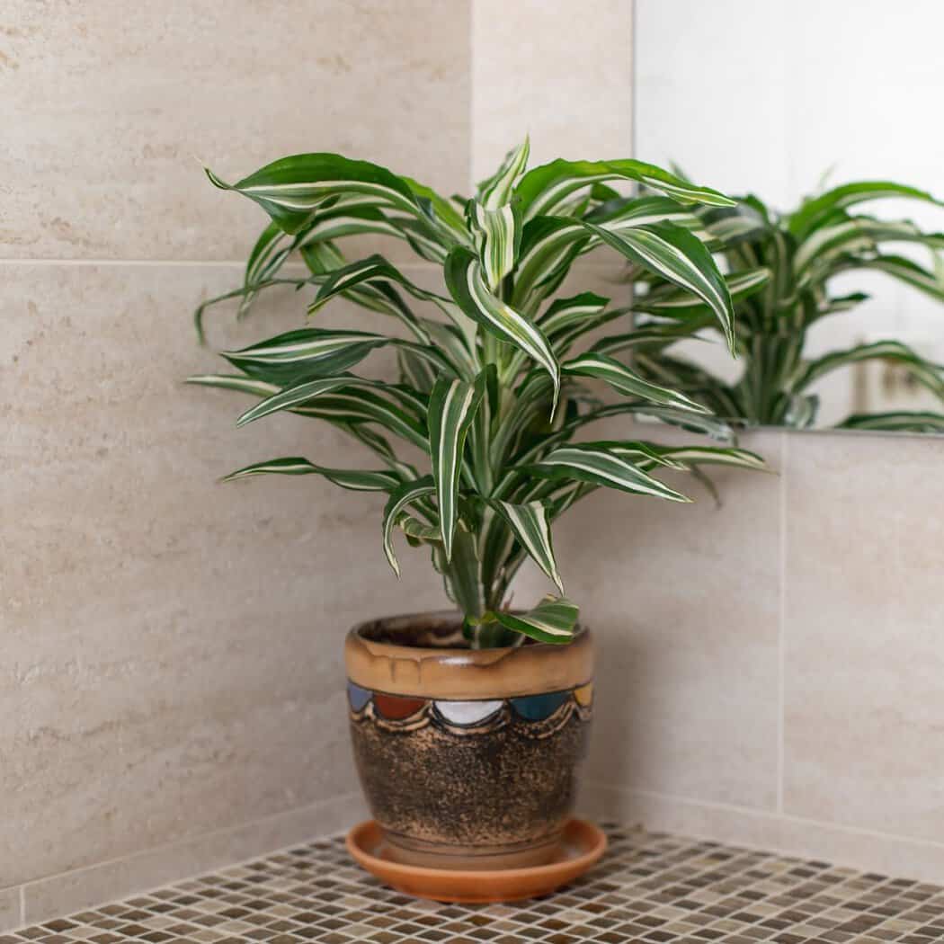 50 Marvelous Bathroom Plants to Spruce Up Your Space | Houseplant Alley