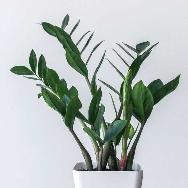 25 Types Of ZZ Plants (With Pictures) | Houseplant Alley