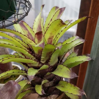 200 Types Of Bromeliads (With Pictures) | Houseplant Alley