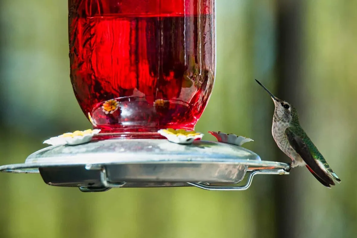 10 Hummingbird Feeding Mistakes Everyone Makes (and How to Avoid Them)