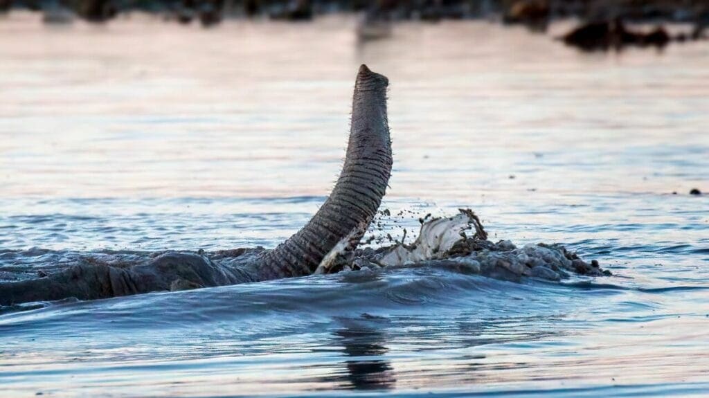 Elephant Trunk | The Amazing Conservation Tool | 2025