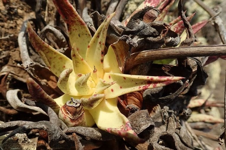Dudleya Succulents 101: A Visual Tour of 52 Different Varieties ...