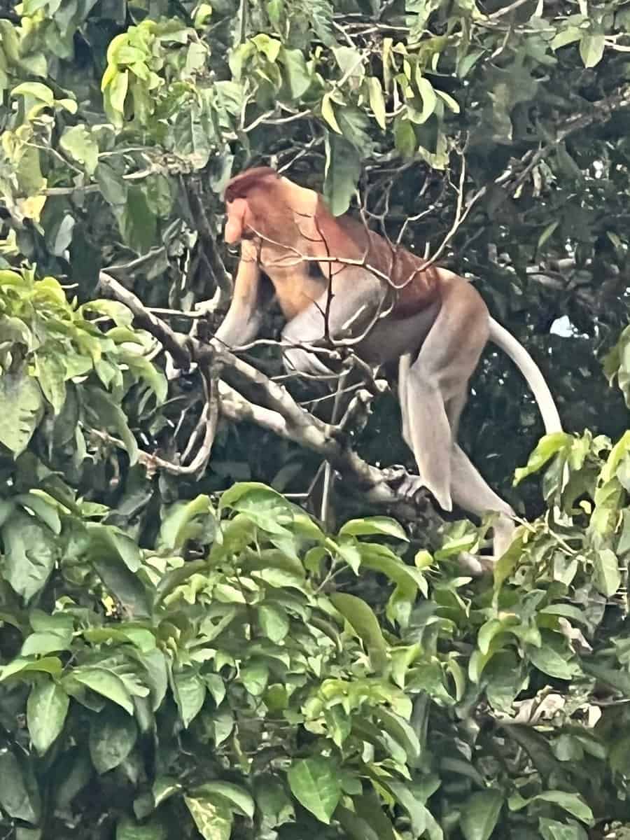 37 Best Things to Do in Sandakan Borneo, Malaysia: Is Sandakan Worth ...