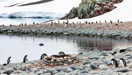 How Do Penguins Live In Their Antarctic Habitat?
