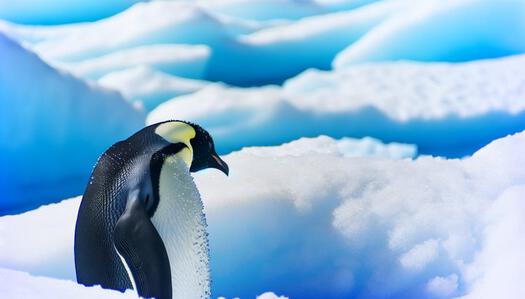 How We Help Emperor Penguins: 5 Simple Steps