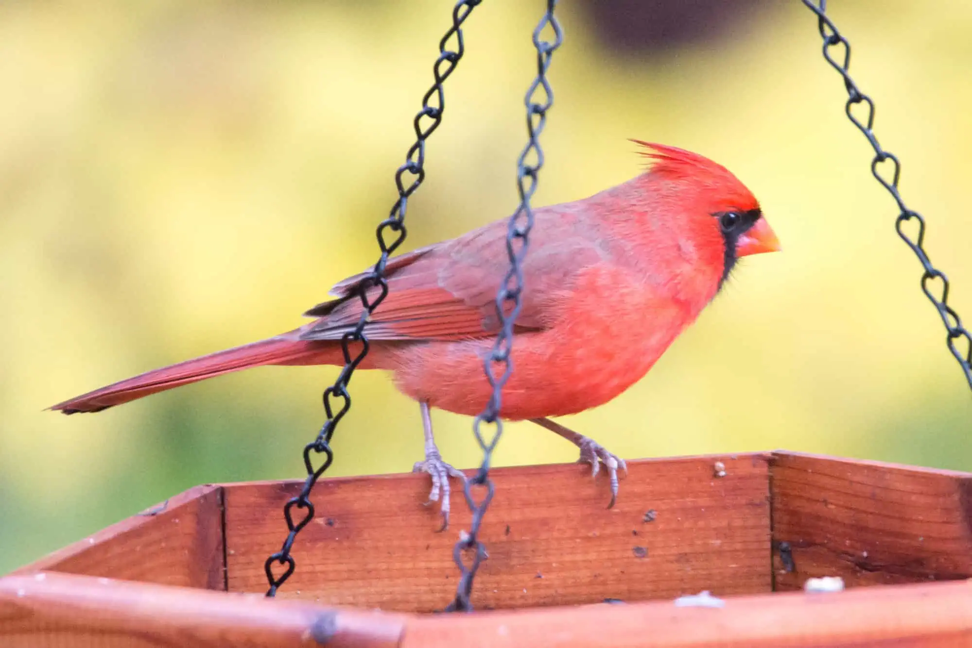 13 Ways to Attract Cardinals Without Spending a Fortune
