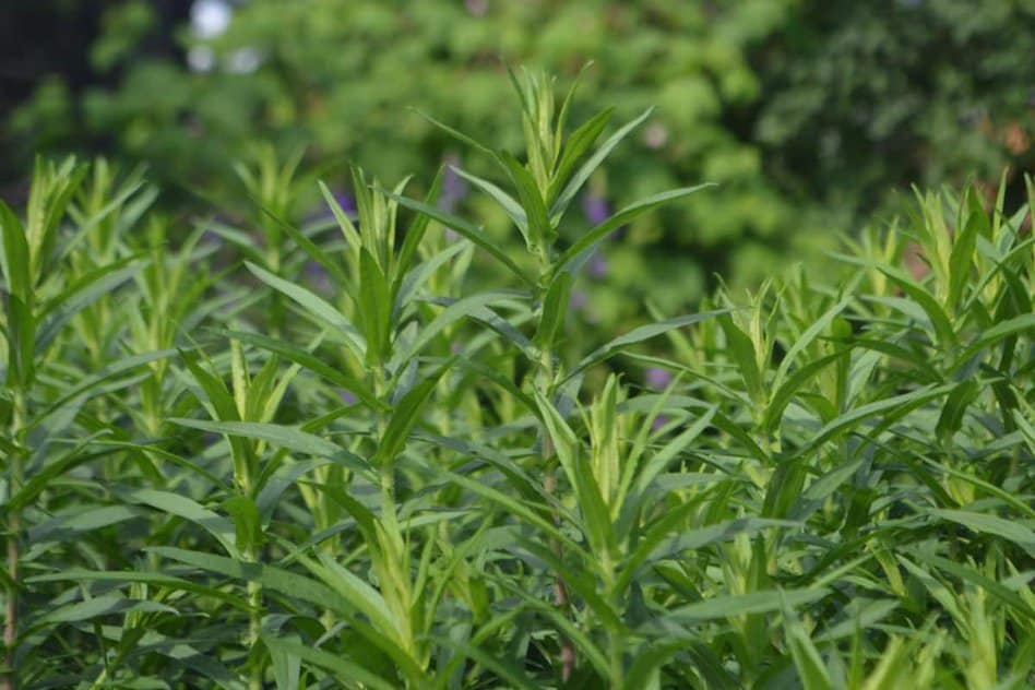 What Does Tarragon Taste Like? Your Ultimate Guide To Tarragon - Food ...