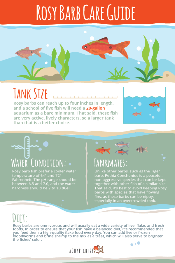 rosy barb temperature