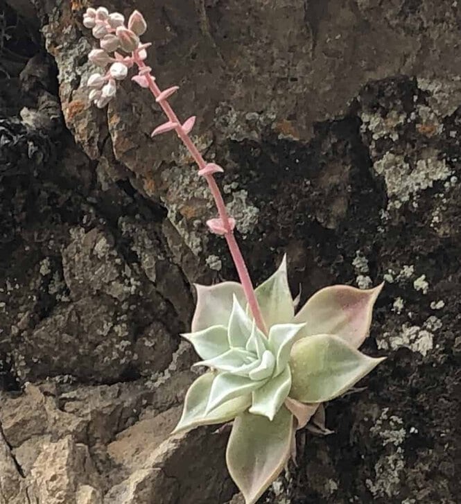 Dudleya Succulents 101: A Visual Tour of 52 Different Varieties ...