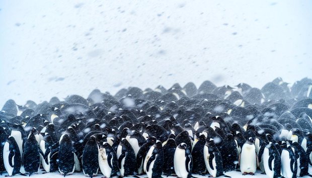 Do Penguins Huddle Together For Warmth?
