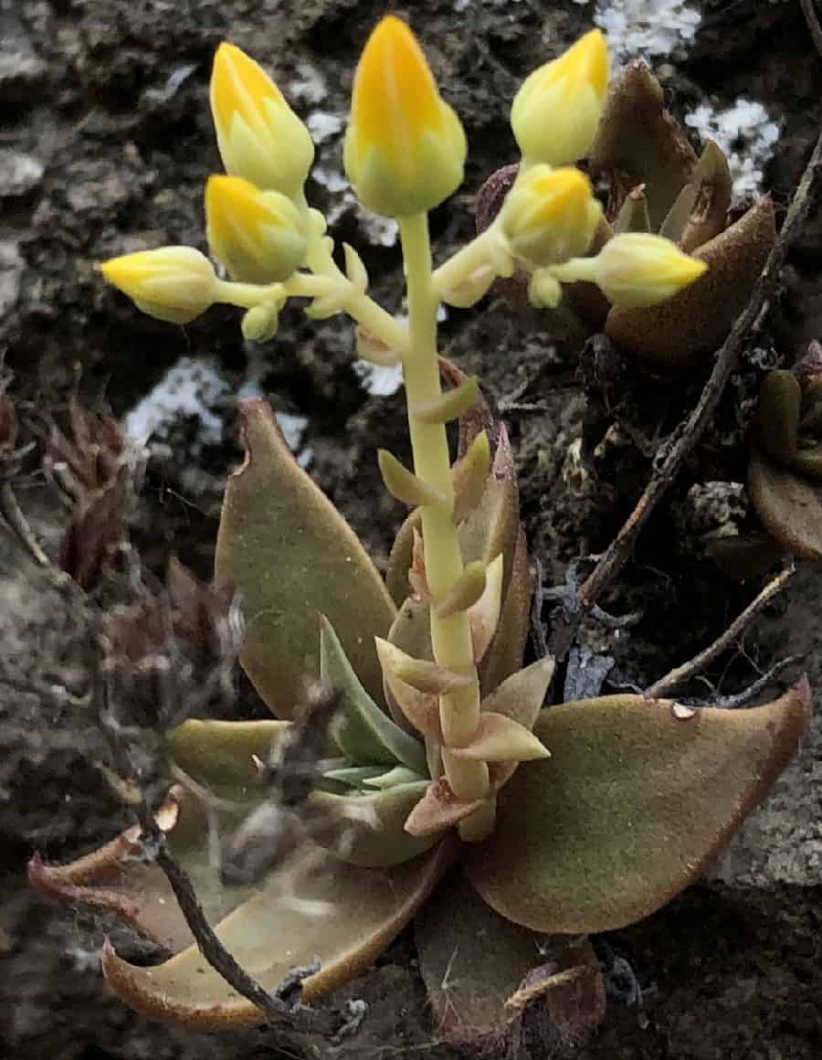 Dudleya Succulents 101: A Visual Tour of 52 Different Varieties ...
