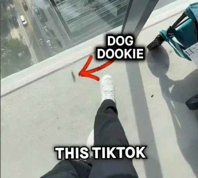 Influencer Evicted And Homeless After Throwing Dog Poop From Miami High ...