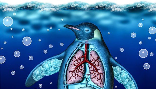 How Does An Emperor Penguin Hold Its Breath So Long?