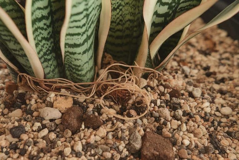 What Soil Is Best for Snake Plants? | Succulent Alley
