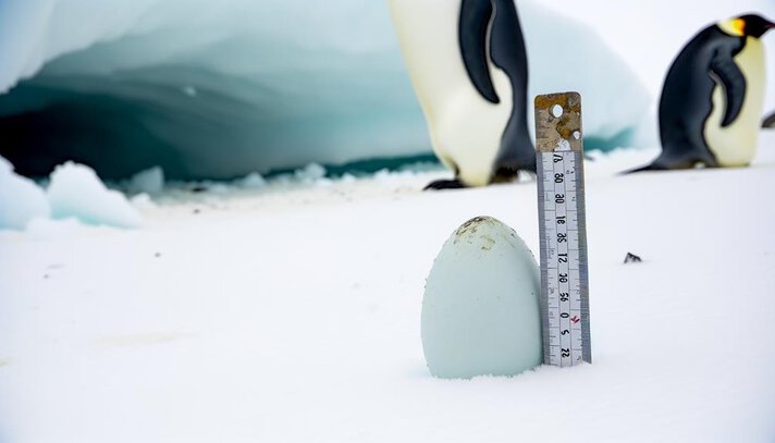 Measuring Big Emperor Penguin Eggs: Step-by-Step Guide