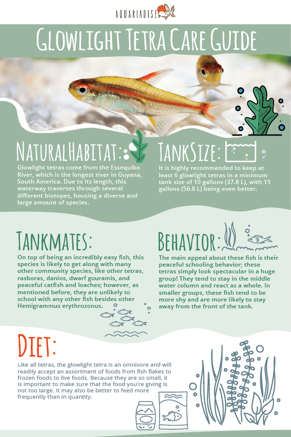 glowlight tetras