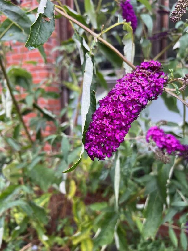 Are the Hortus Botanical Gardens in Amsterdam worth visiting?