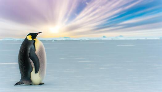 Emperor Penguin Life Cycle: Key Facts For Kids