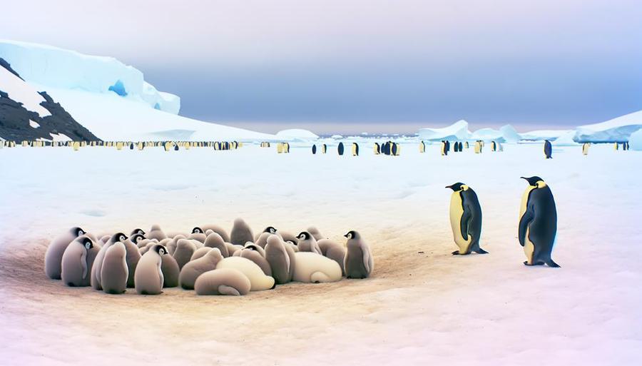 Mastering Penguin Physiology: How Long Can A King Penguin Hold Its Breath?